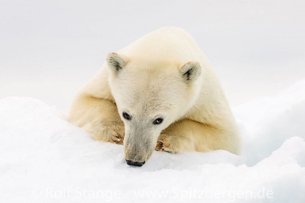 Foto print: polar bear